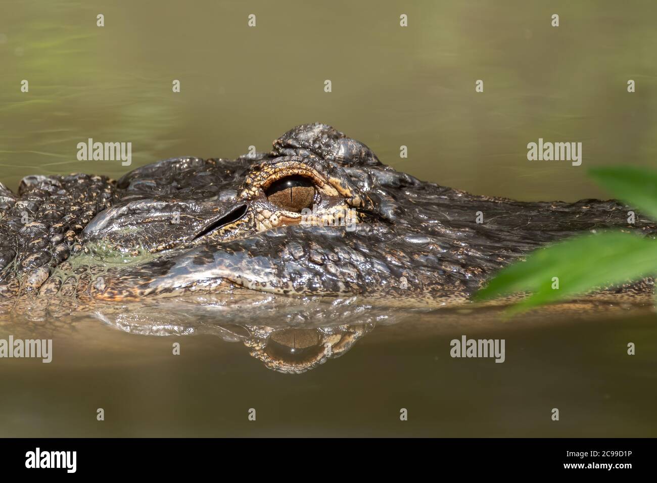 Alligator mating hi-res stock photography and images - Alamy