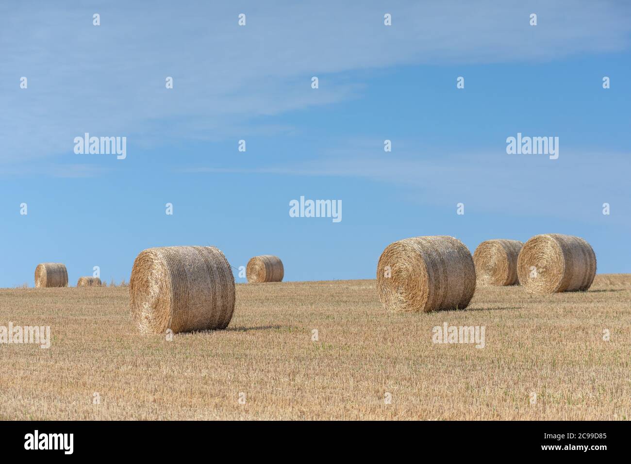 Bales on the field, big yellow round Stock Photo - Alamy