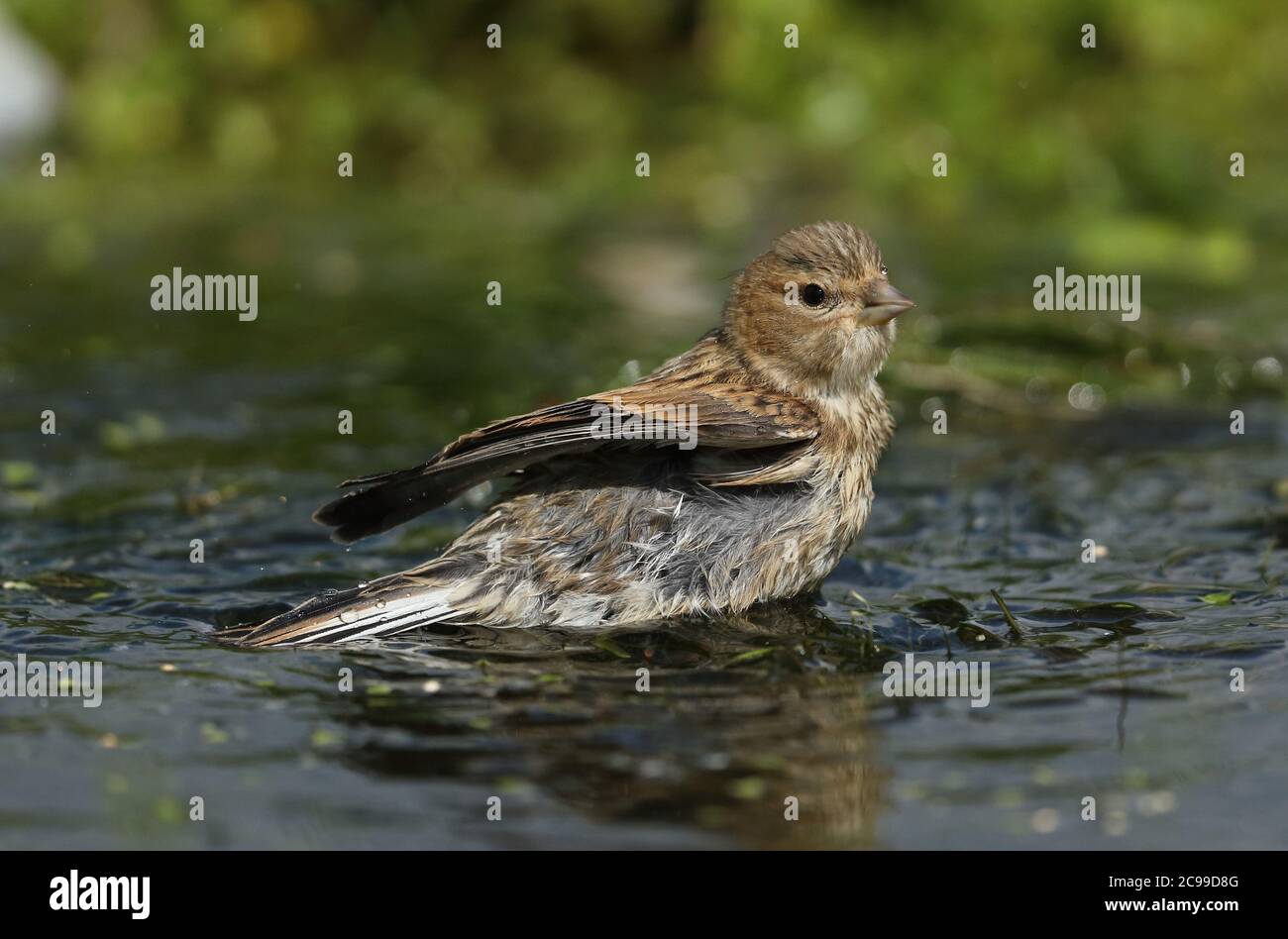 Common Linnet (Linaria cannabina cannabina) female or immature bathing ...