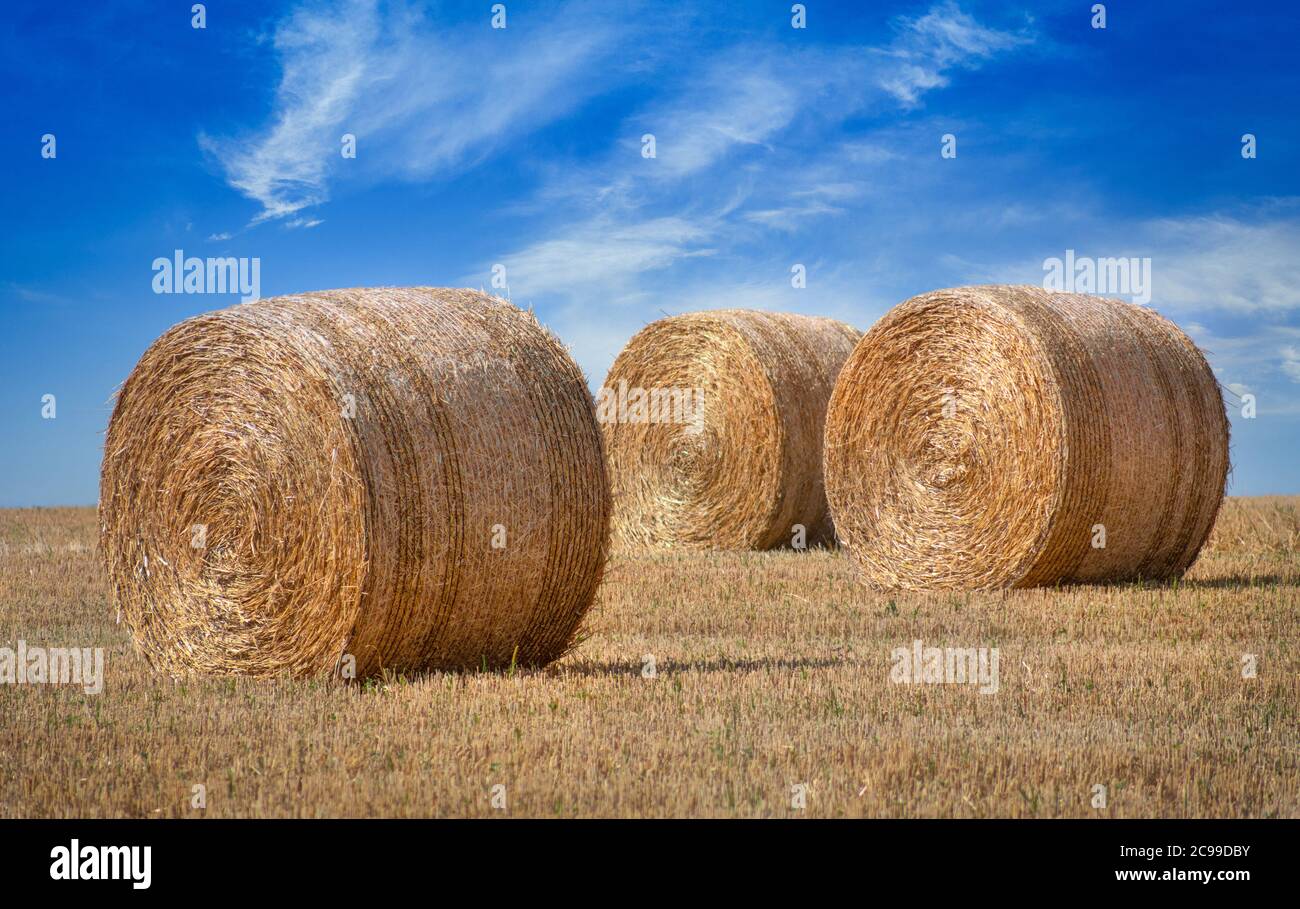 Bales on the field, big yellow round Stock Photo - Alamy