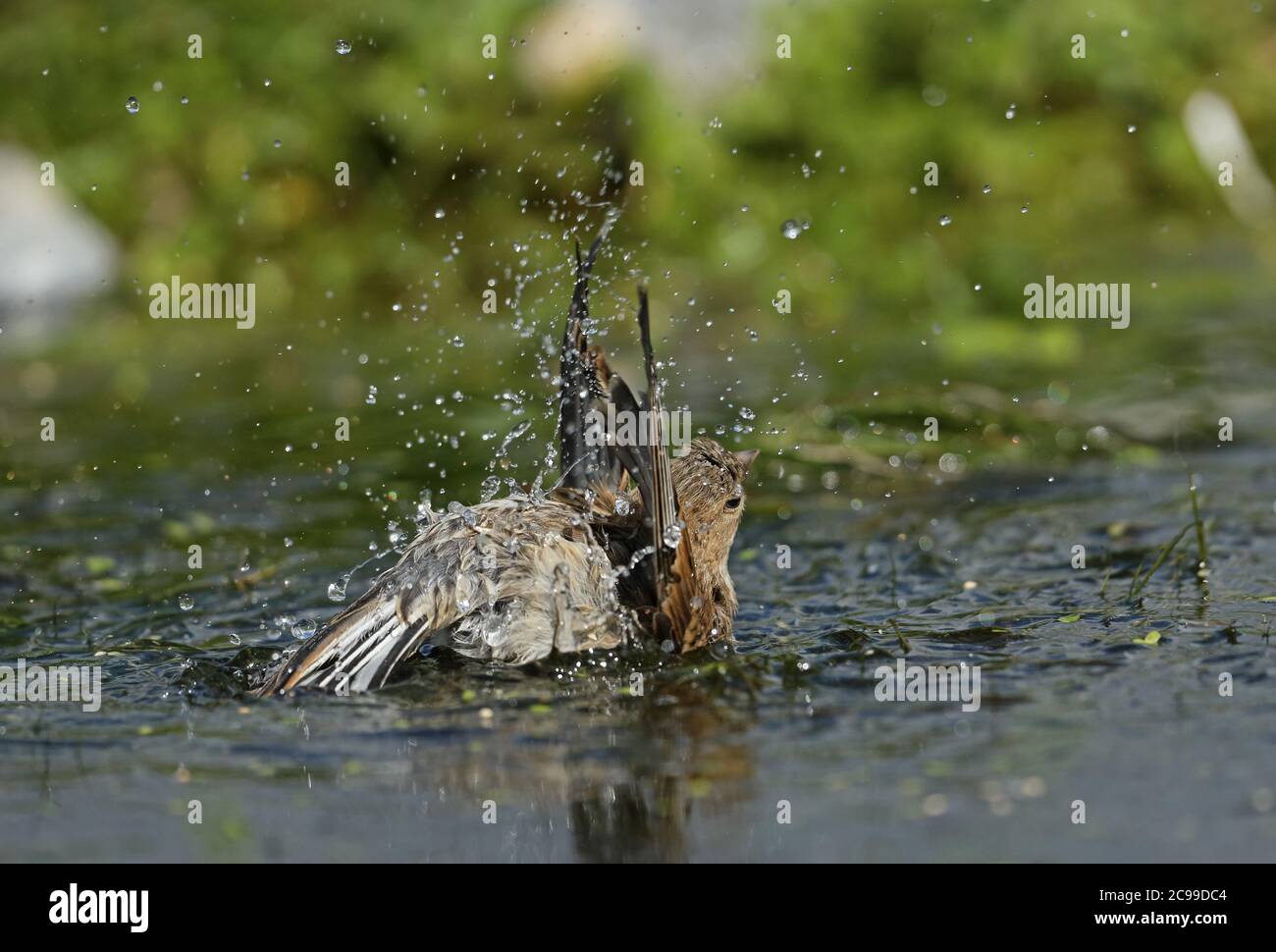 Common Linnet (Linaria cannabina cannabina) female or immature bathing ...