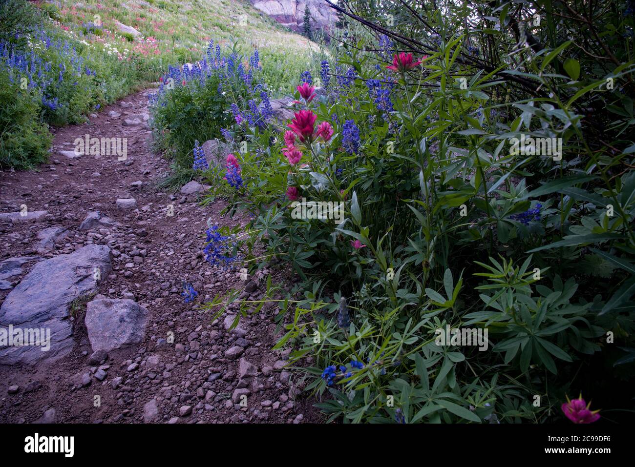 High mountain wildflowers. The Albion Basin in Alta, Utah, USA is world ...