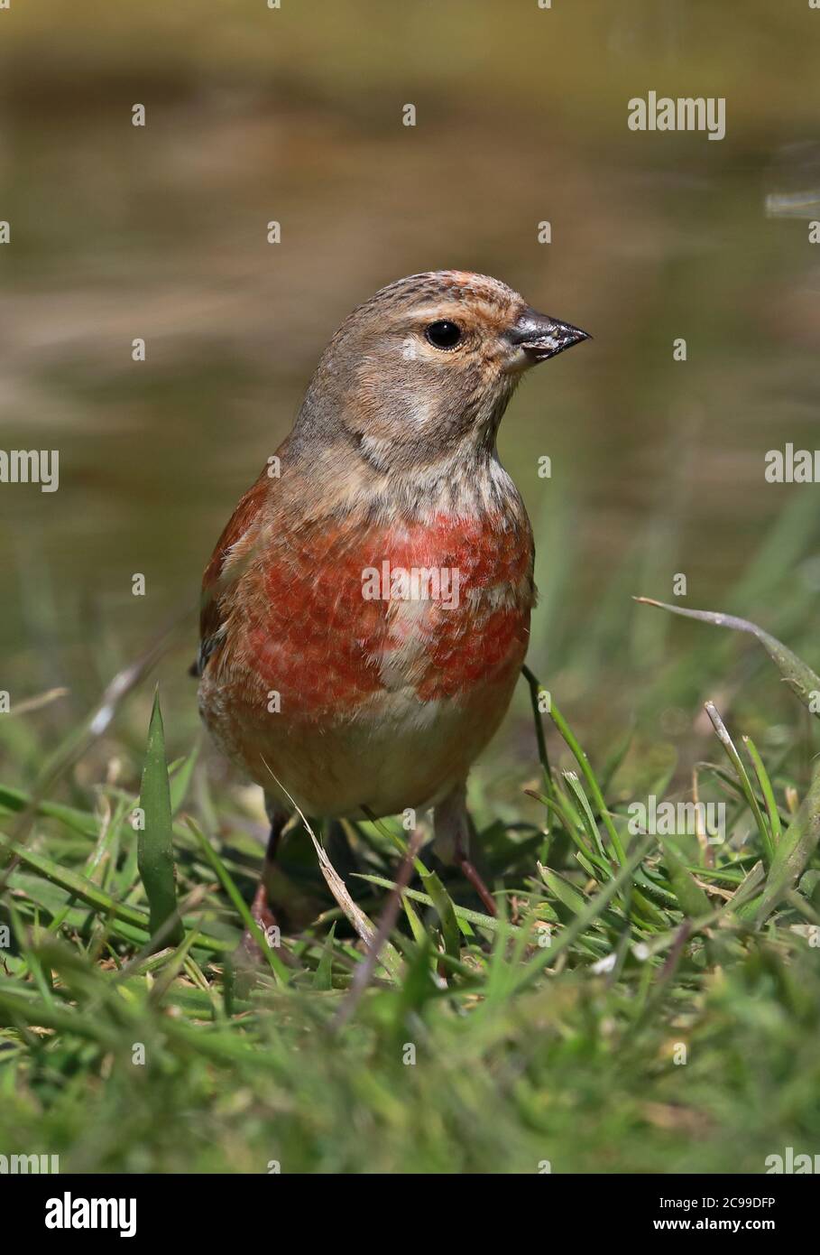 Eurasian linnet hi-res stock photography and images - Alamy