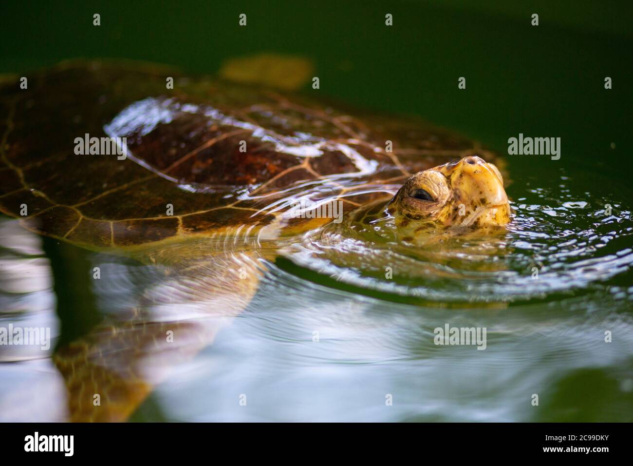Turtle in a river, Dalyan, Turkey Stock Photo - Alamy