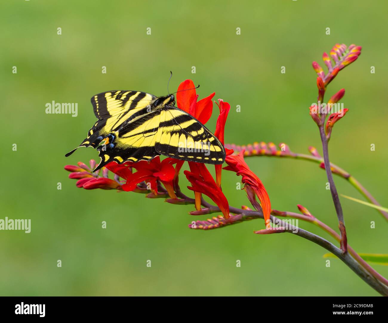Red and yellow butterfly hi-res stock photography and images - Alamy
