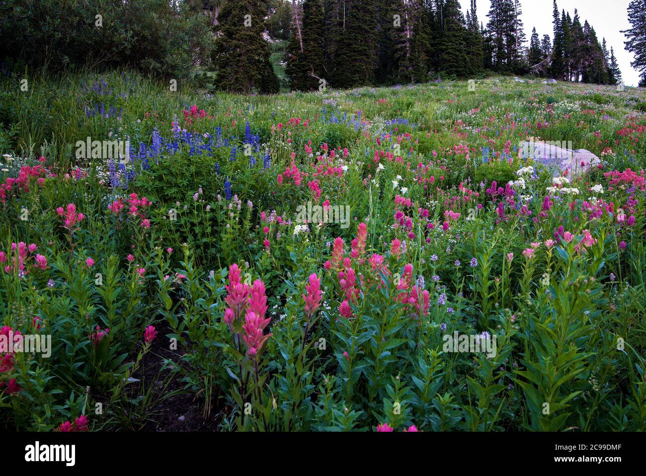 High mountain wildflowers. The Albion Basin in Alta, Utah, USA is world ...