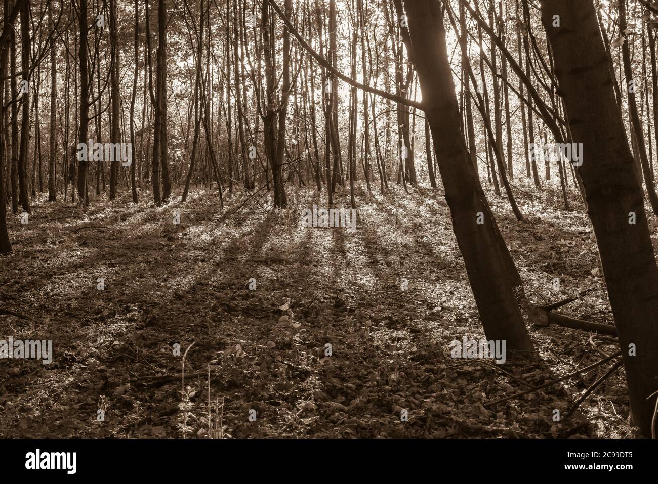 many young trees that cast shadows, many young trees in a forest, black ...