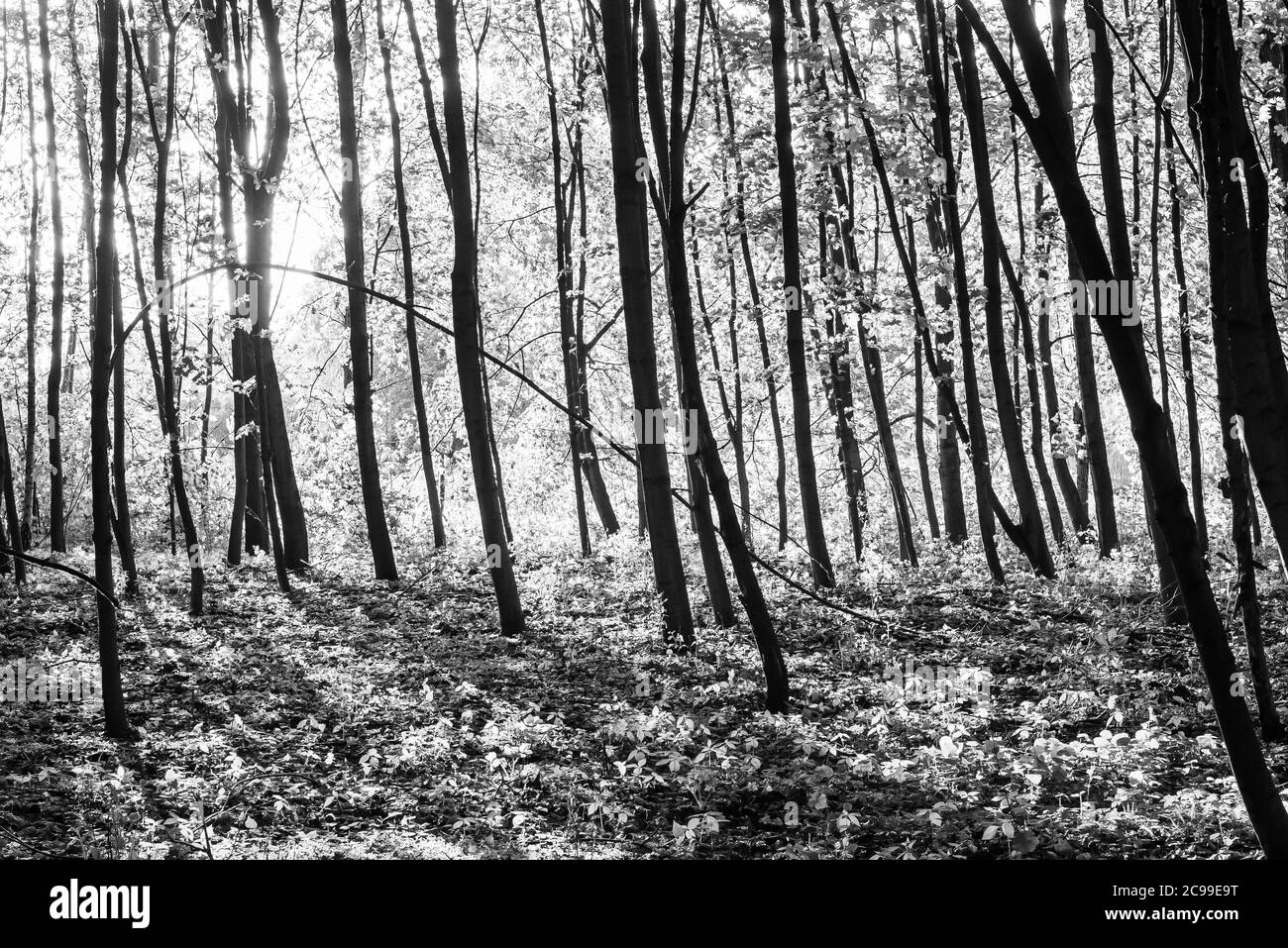 many young trees that cast shadows, many young trees in a forest, black ...