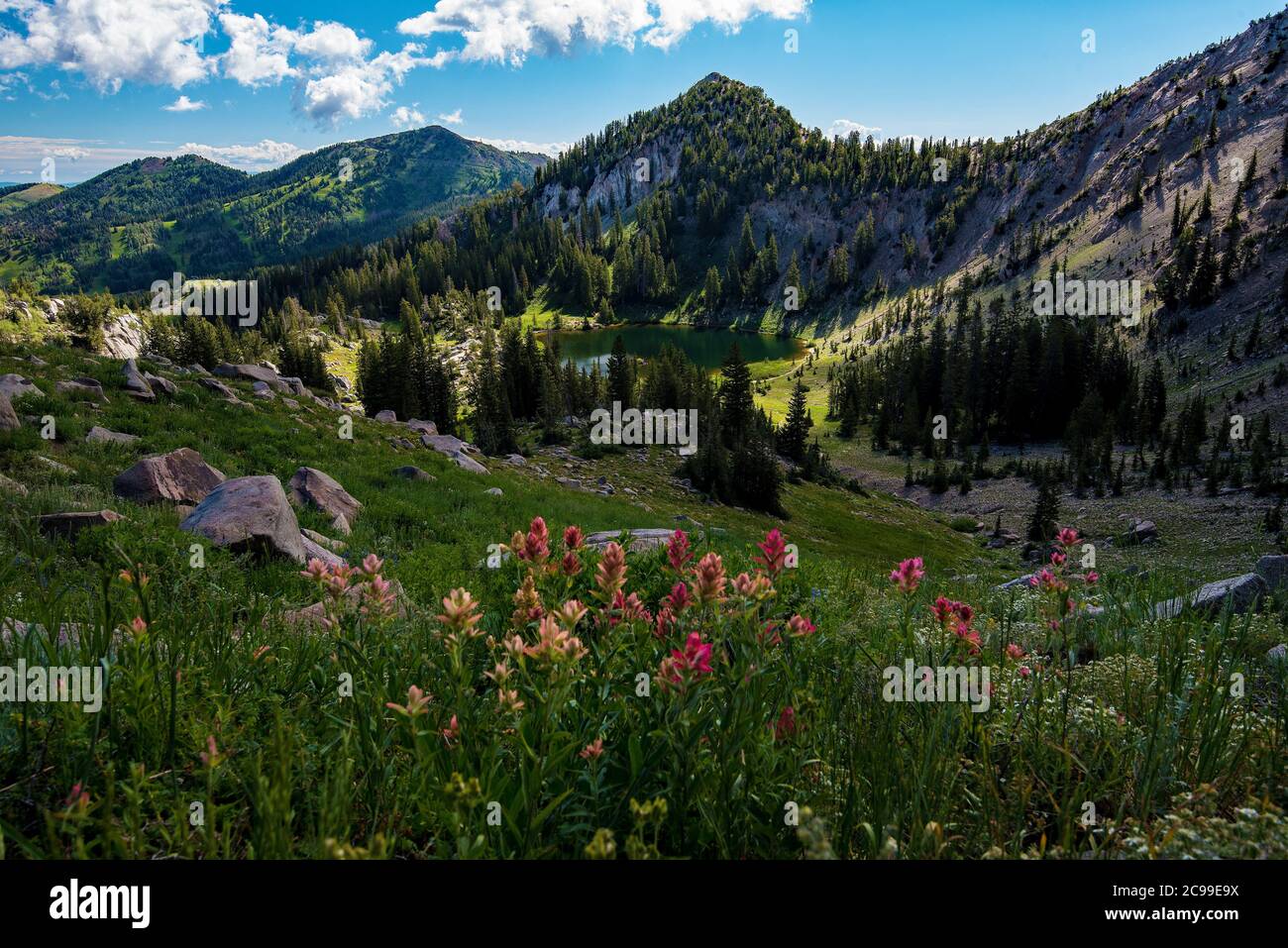 High mountain wildflowers. The Albion Basin in Alta, Utah, USA is world ...