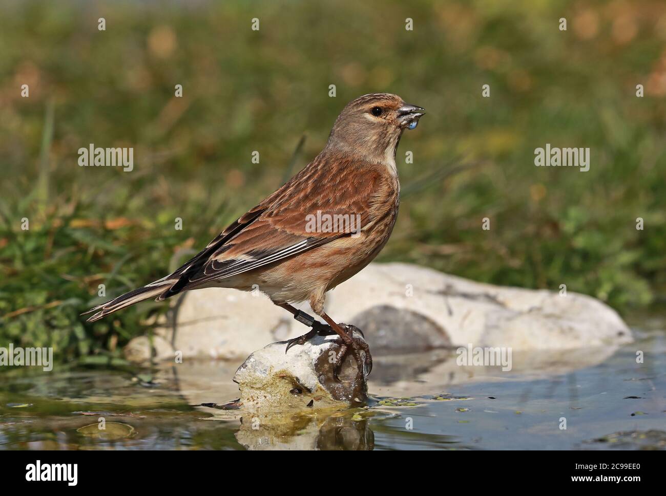 Common Linnet (Linaria cannabina cannabina) adult female drinking from ...