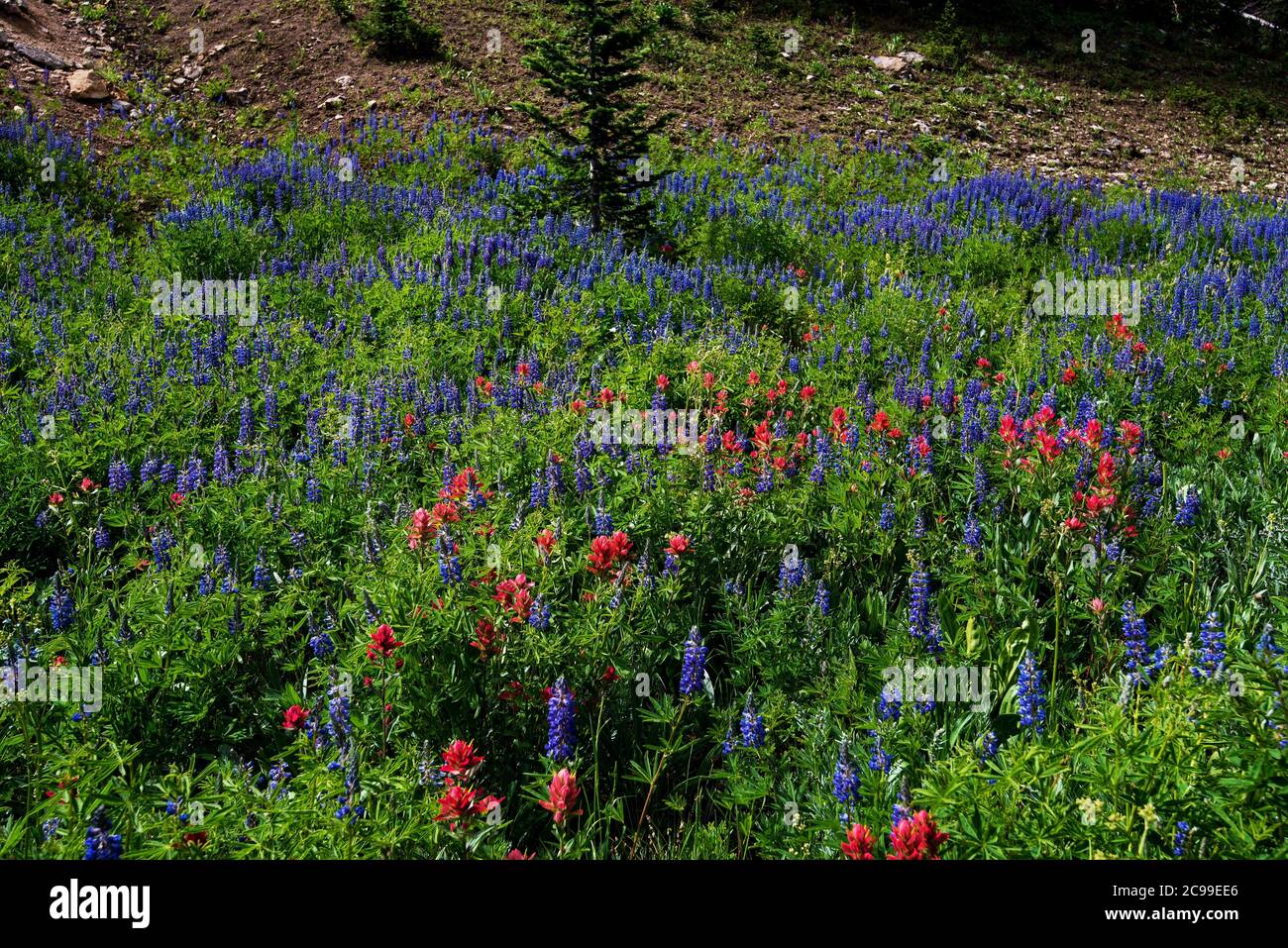 High mountain wildflowers. The Albion Basin in Alta, Utah, USA is world ...
