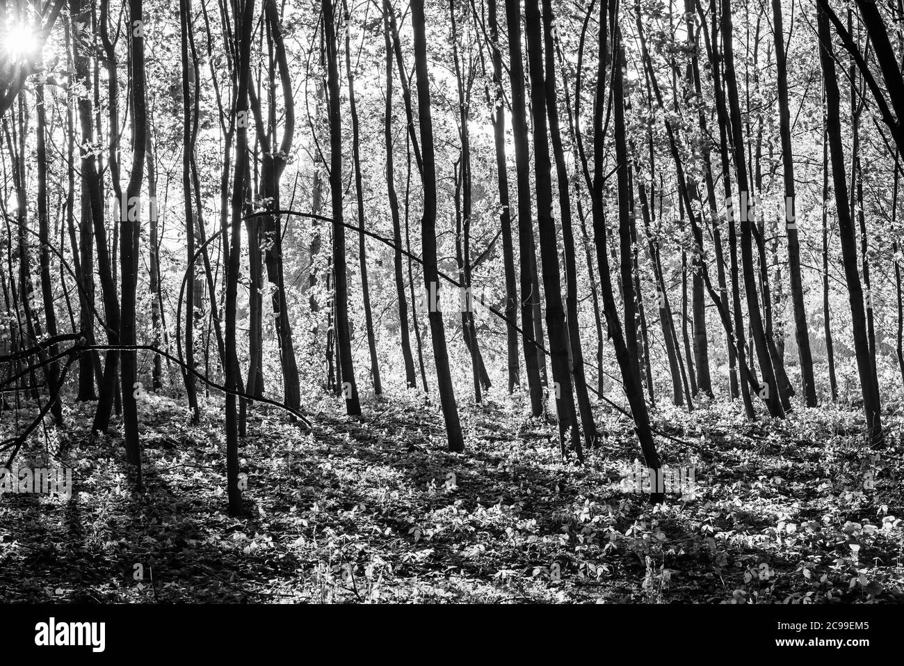 many young trees that cast shadows, many young trees in a forest, black ...