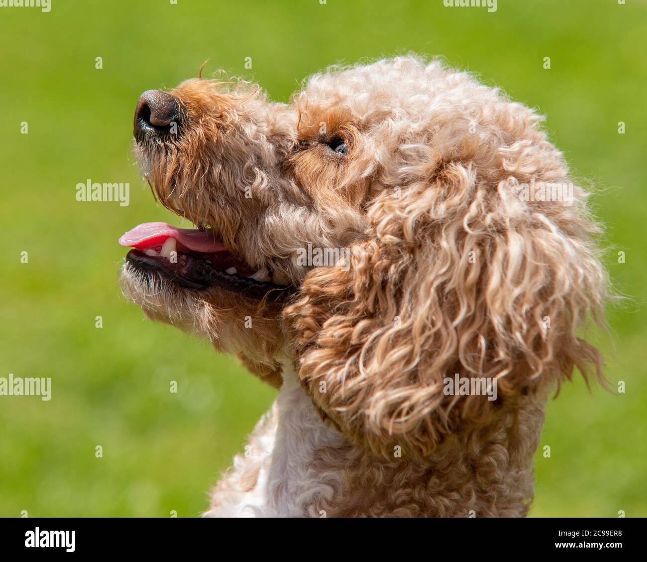 Adult male cockapoo, looking up intently Stock Photo - Alamy