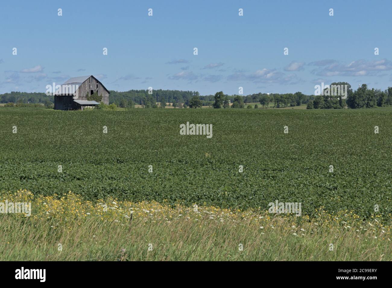 farm field full of soy beans and an old barn Stock Photo - Alamy