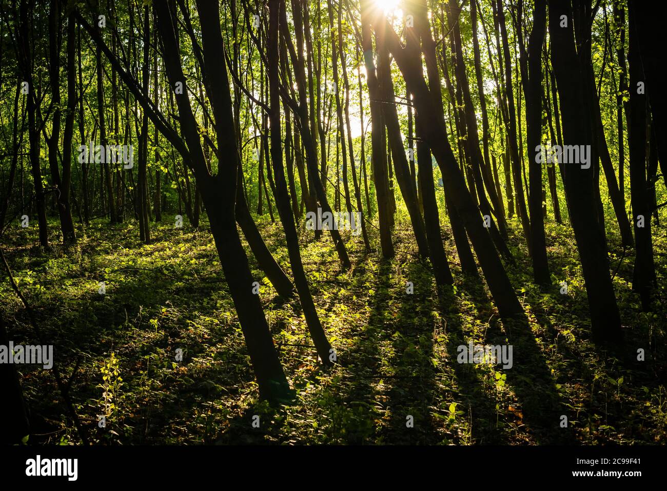 Woodland shadows cast by trees hi-res stock photography and images - Alamy