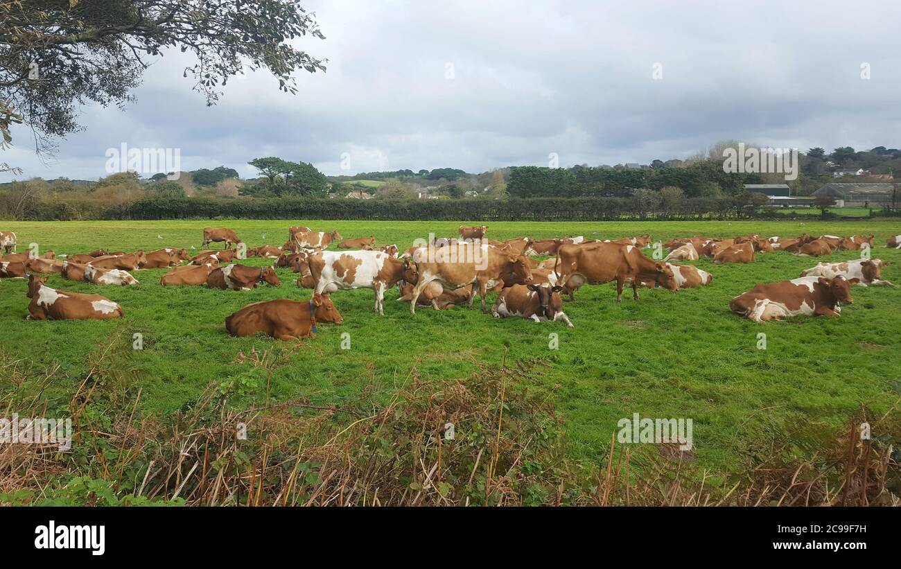Guernsey Cows, Guernsey Channel Islands Stock Photo - Alamy