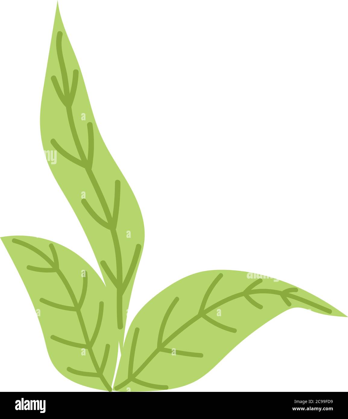 leaves plant vegetation botanical cartoon isolated icon design vector ...