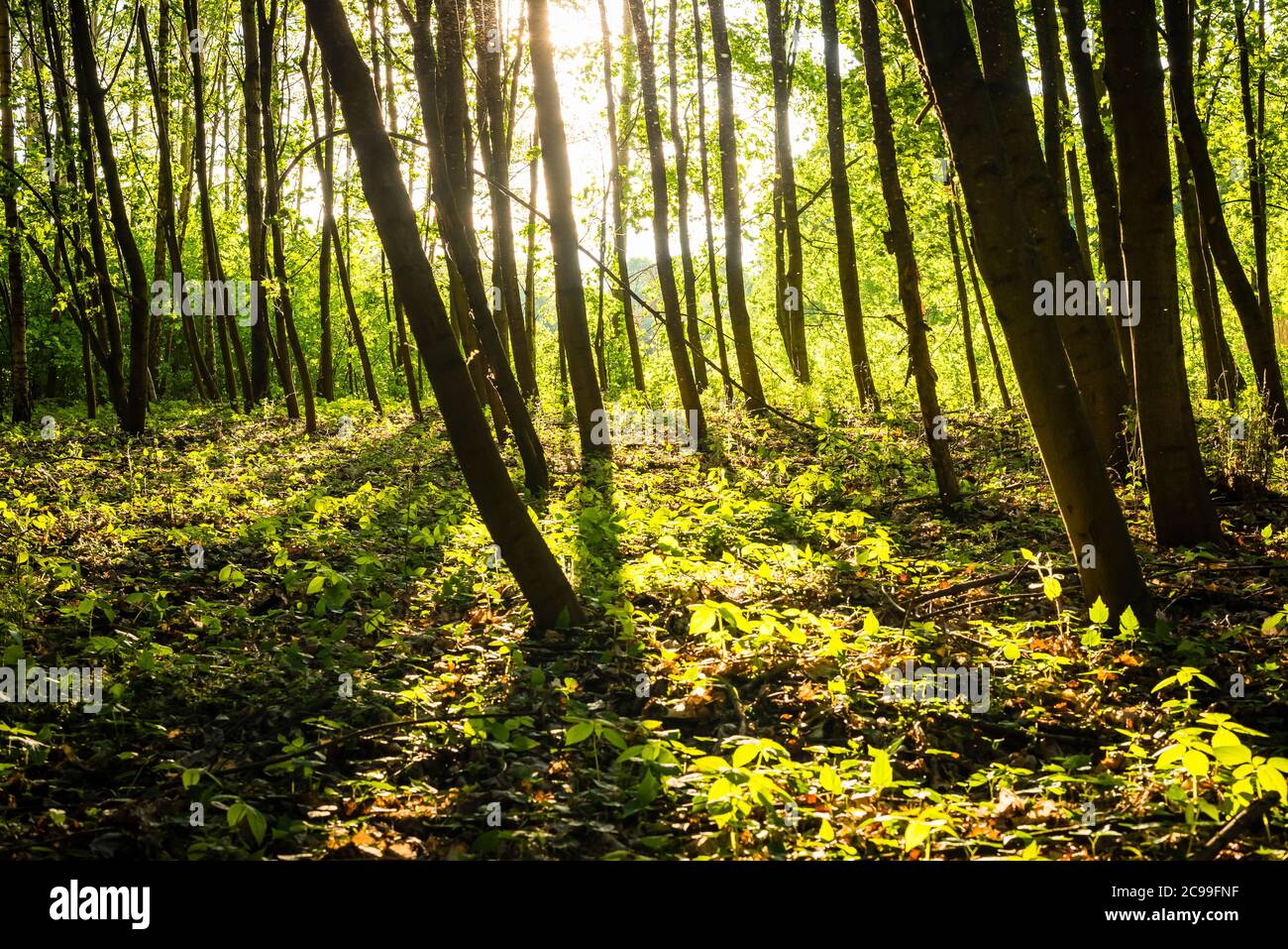 many young trees that cast shadows, many young trees in a forest, green ...