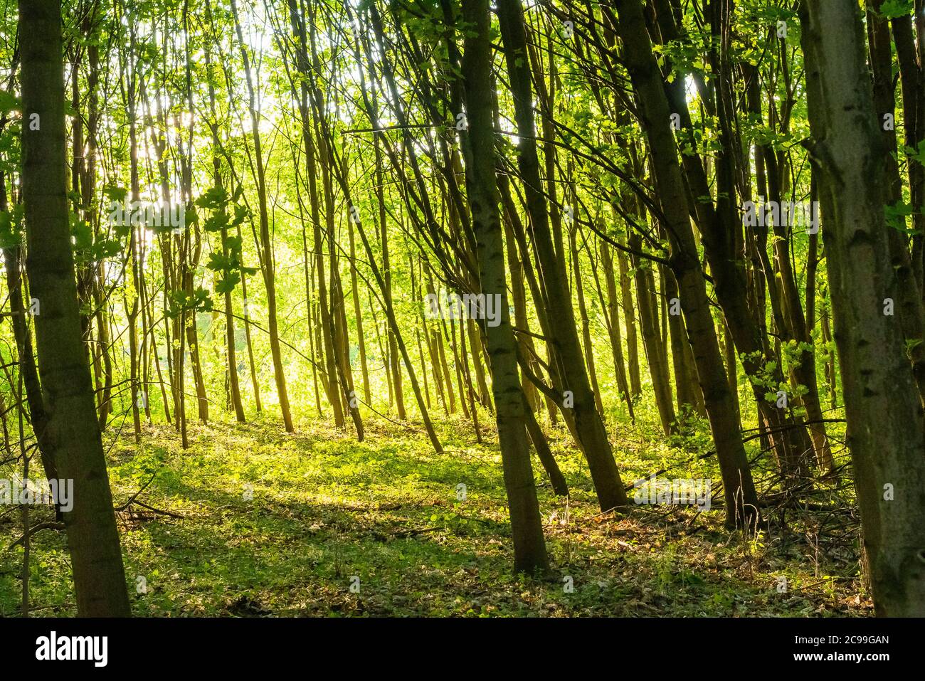 Shadows cast by pine trees hi-res stock photography and images - Alamy
