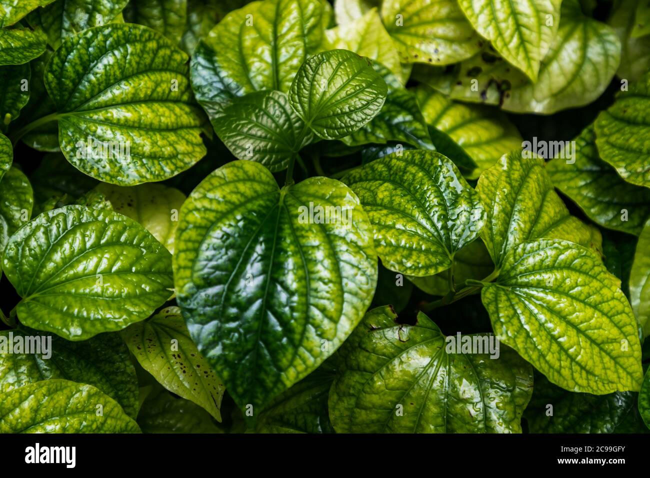 Betel leaves piper sarmentosum hi-res stock photography and images - Alamy