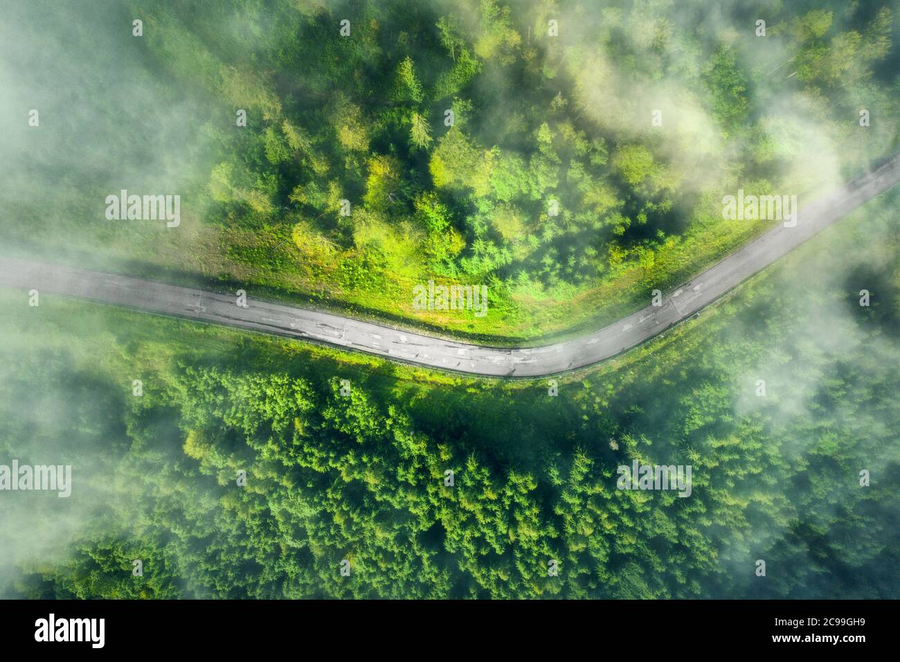 Empty forest low view hi-res stock photography and images - Alamy