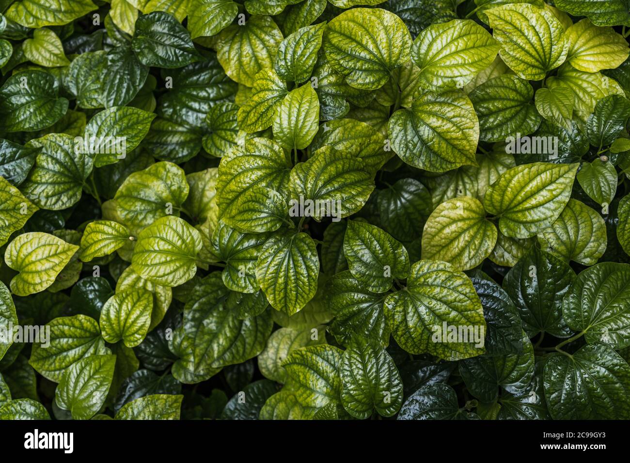 Betel leaves piper sarmentosum hi-res stock photography and images - Alamy