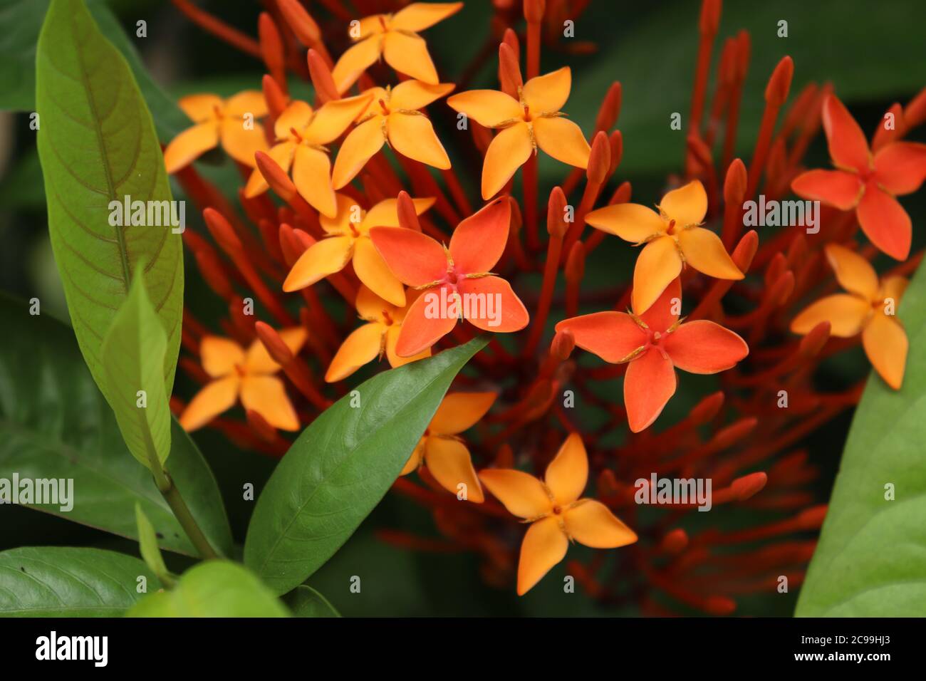 Jamanthi flower hi-res stock photography and images - Alamy