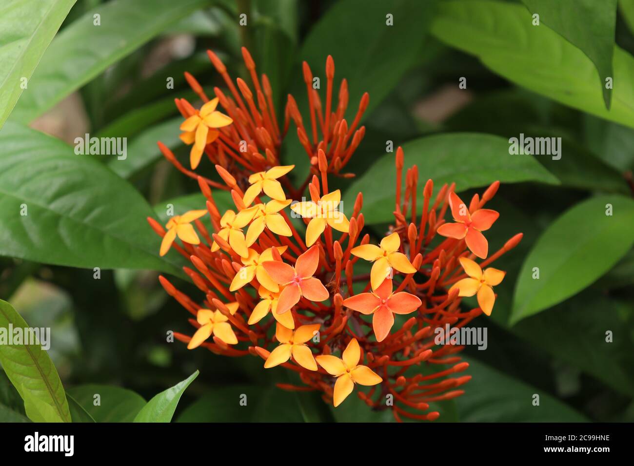 Jamanthi flower hi-res stock photography and images - Alamy