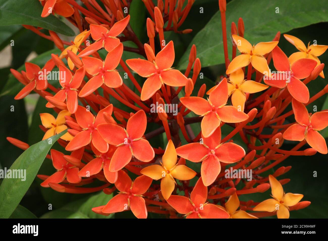 Jamanthi flower hi-res stock photography and images - Alamy