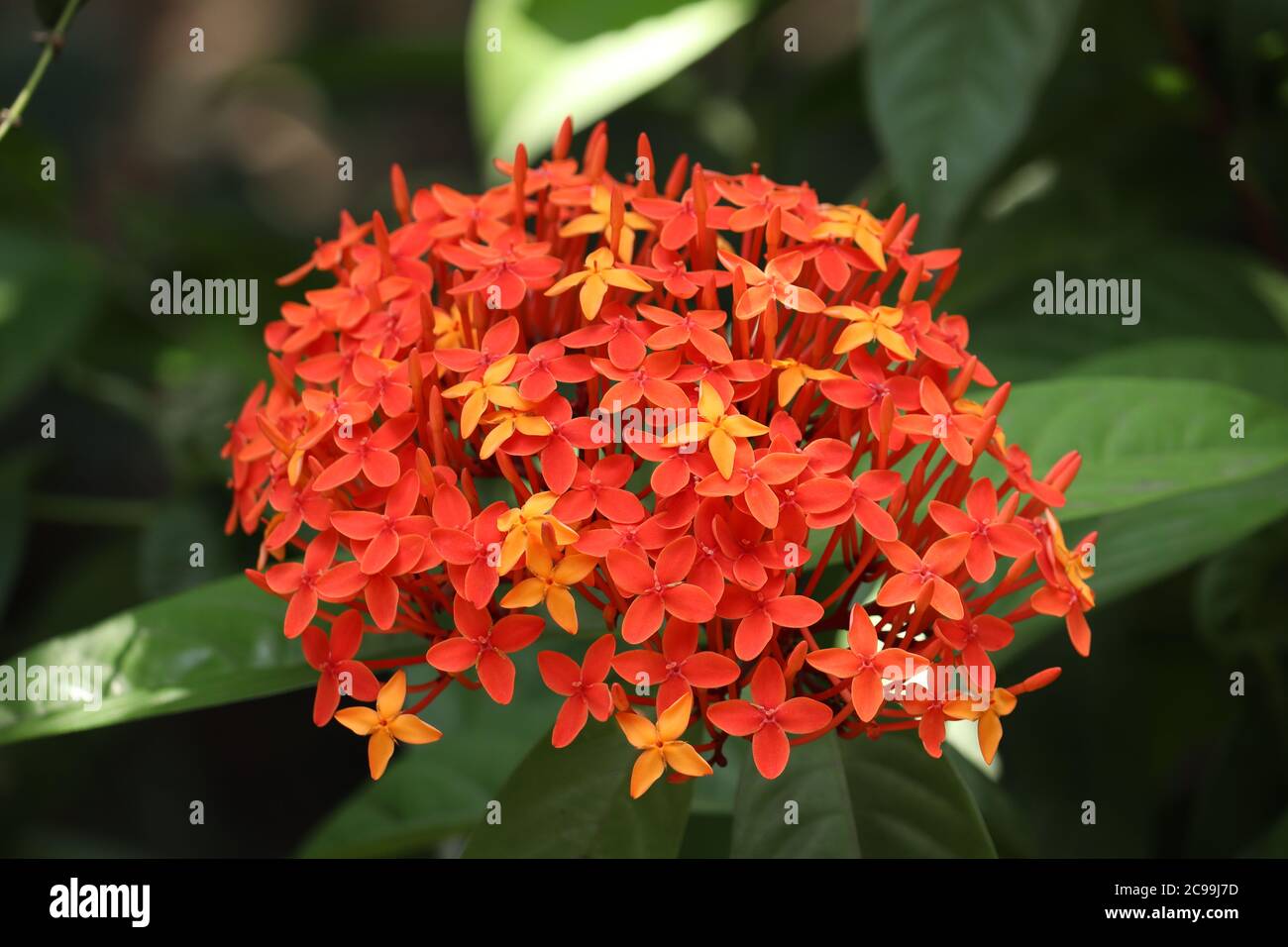 Flower jamanthi hi-res stock photography and images - Alamy