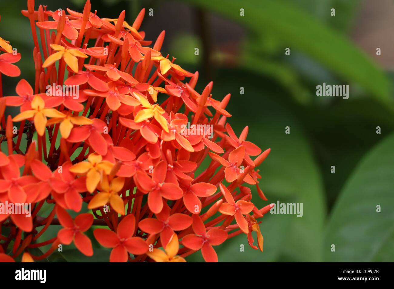 Jamanthi flower hi-res stock photography and images - Alamy