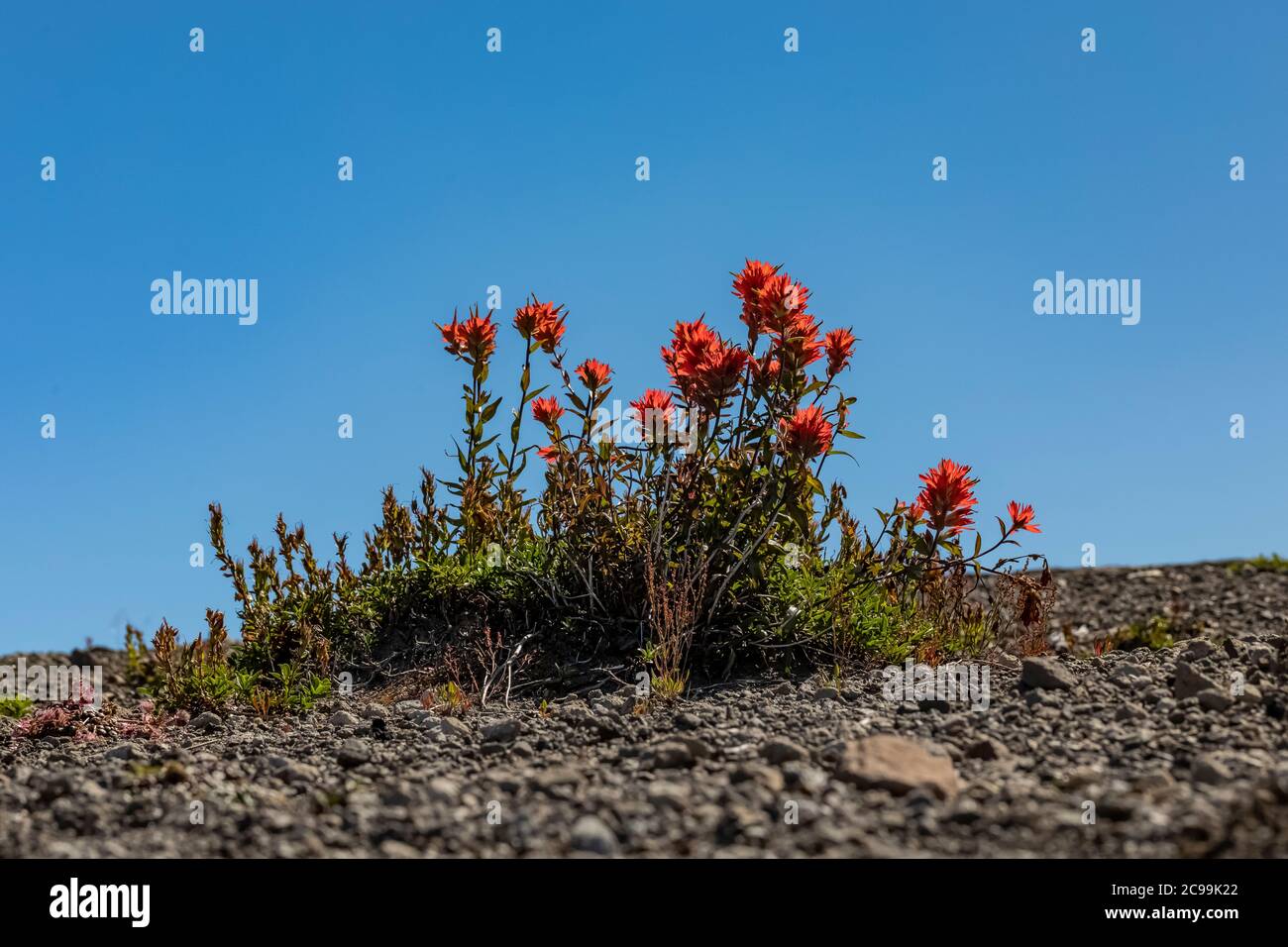 Indian Paintbrush, Castilleja spp., above Spirit Lake in Mount St ...