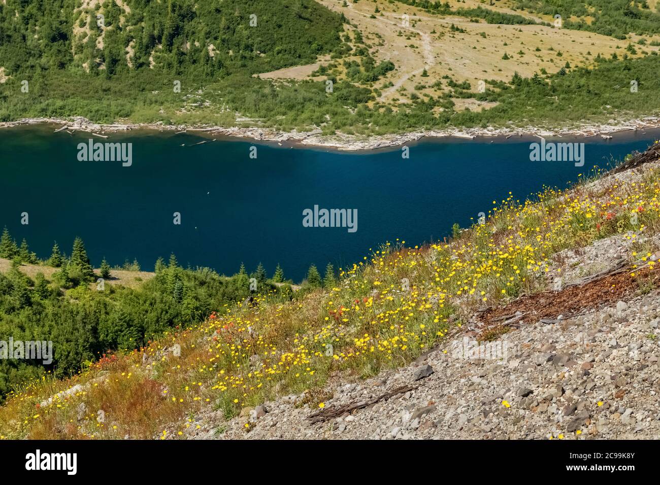 Spirit Lake with floating logs, 40 years after the blast, in Mount St ...