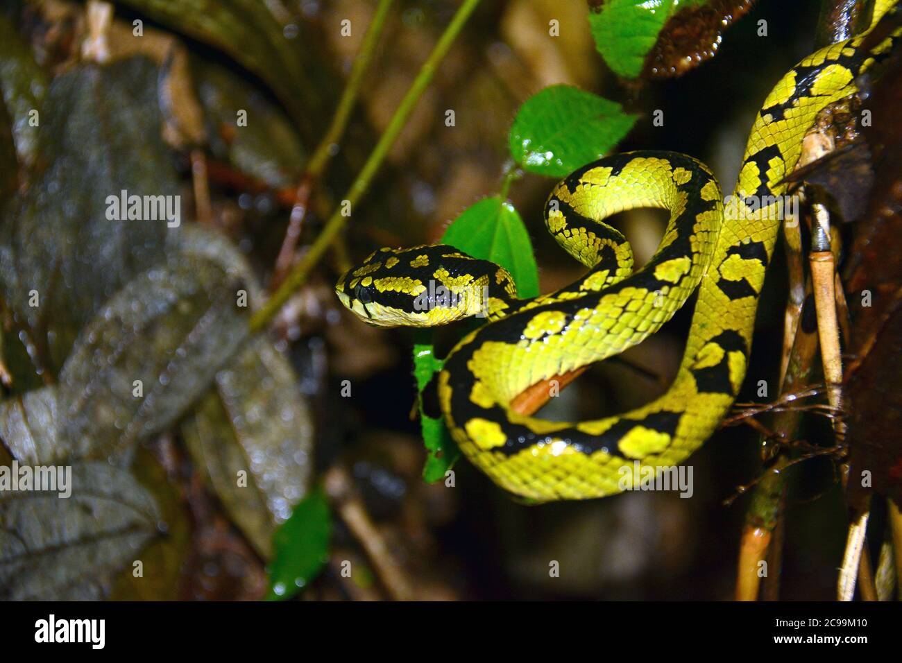 Sri Lankan pit viper, Ceylon pit viper, Sri Lankan green pitviper, pala ...