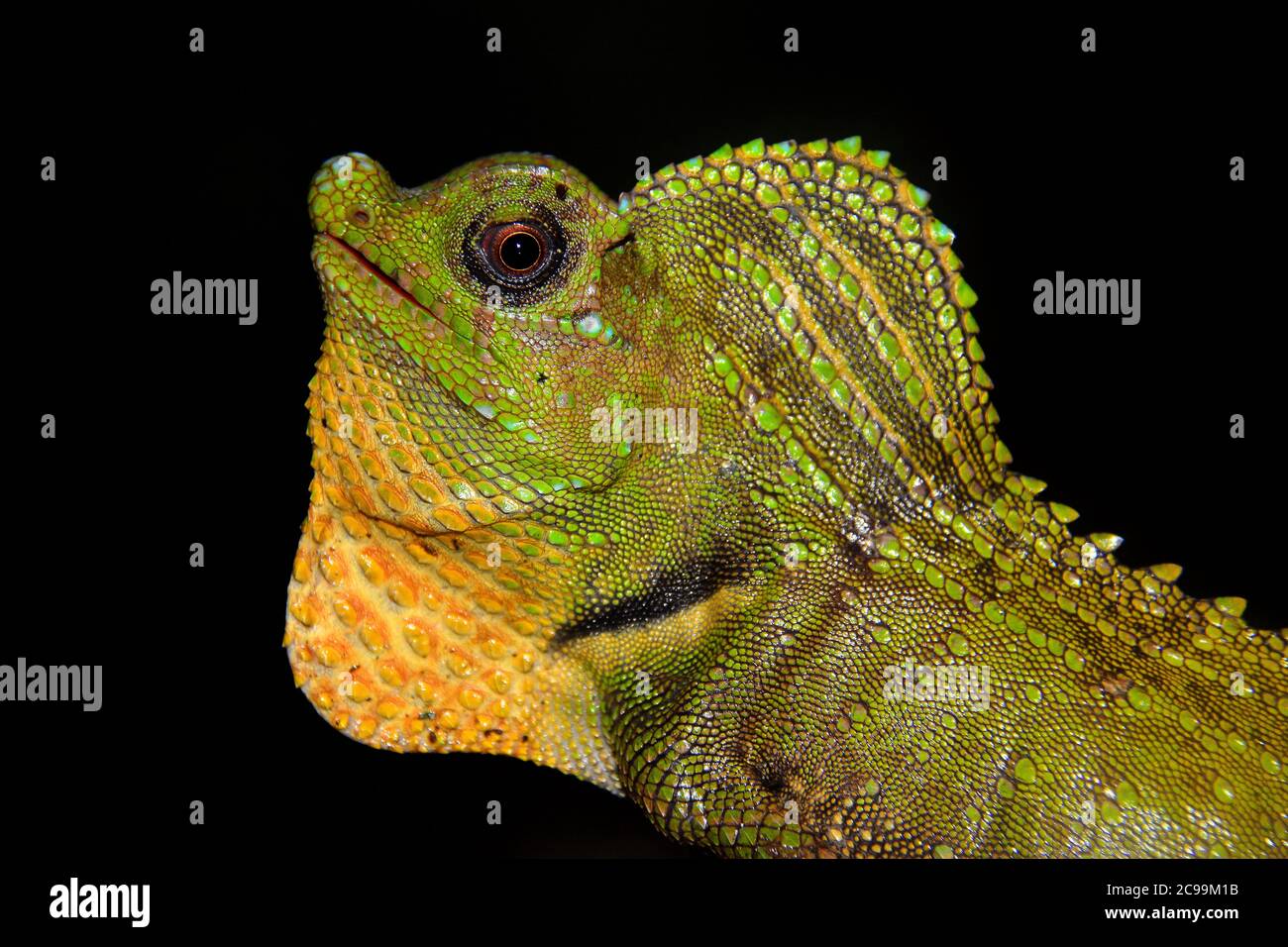 Hump nosed lizard hi-res stock photography and images - Alamy