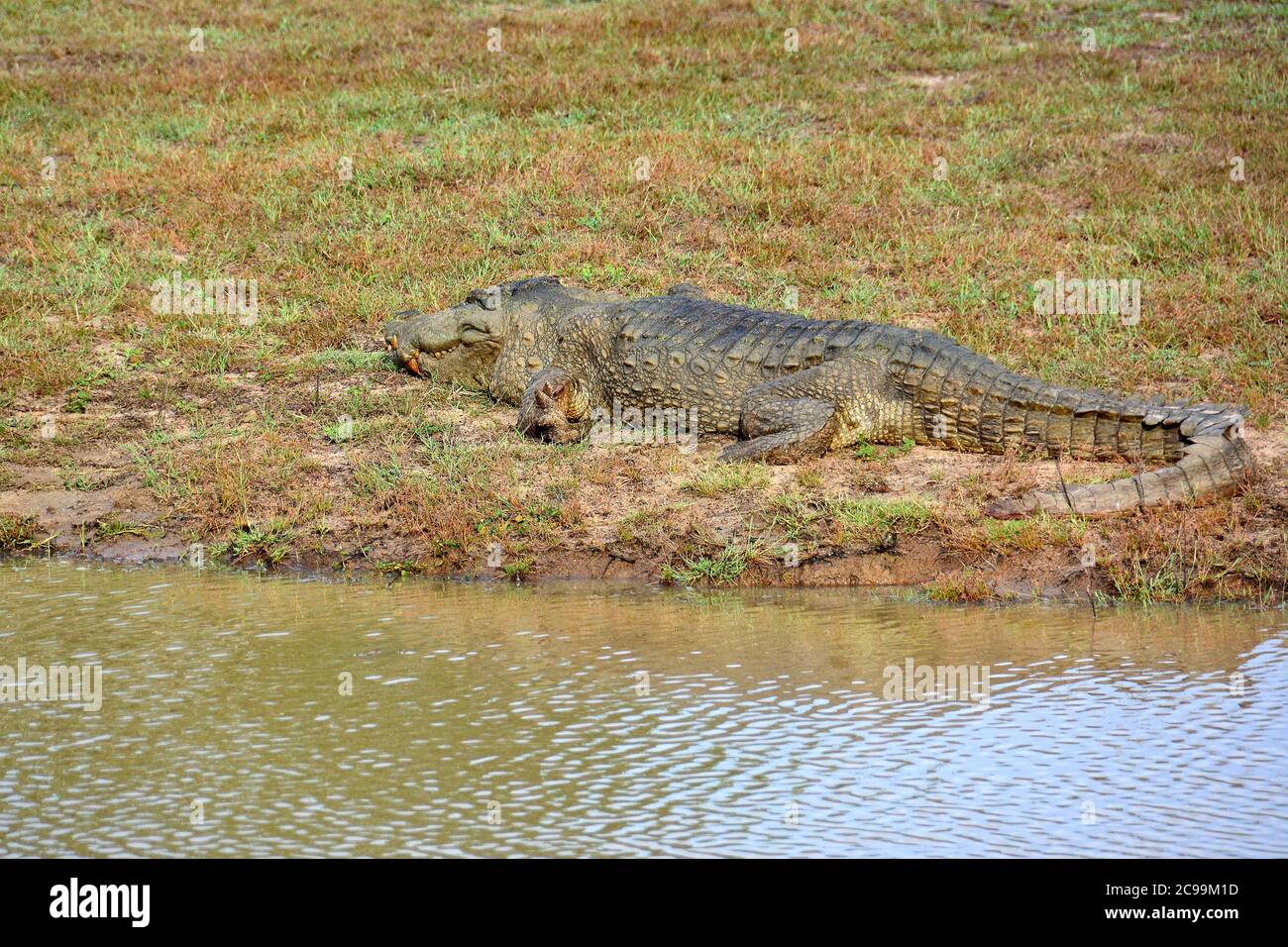 Mocsari krokodil hi-res stock photography and images - Alamy