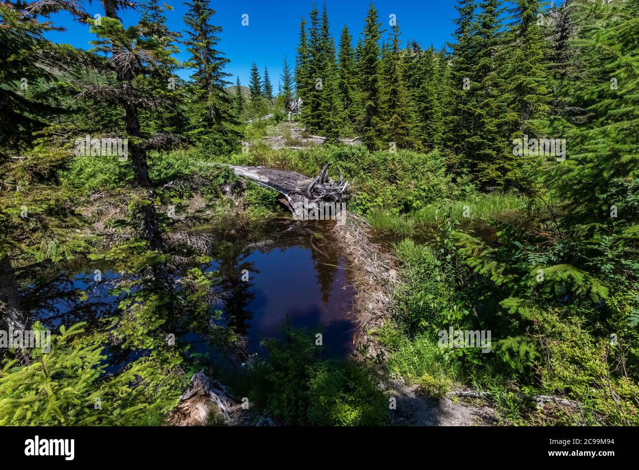American Beaver, Castor canadensis, dam along the Meta Lake outlet in ...