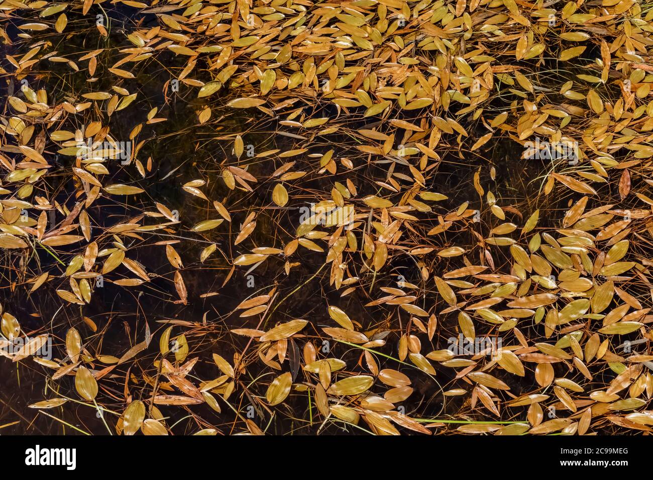 Water Smartweed, Polygonum amphibian, on a beaver pond along the Meta ...