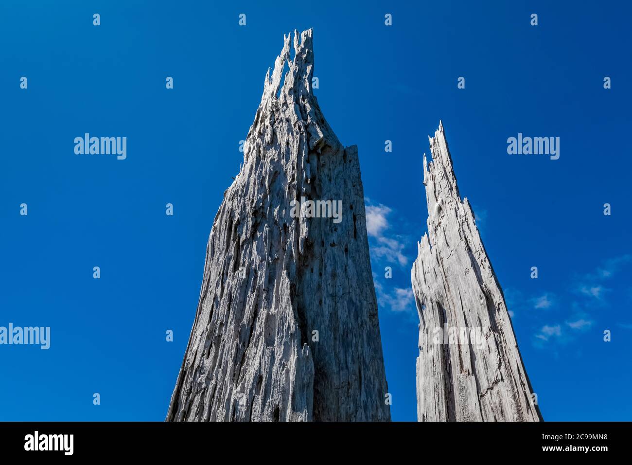 Stump of tree killed by the explosive eruption of Mount St. Helens ...