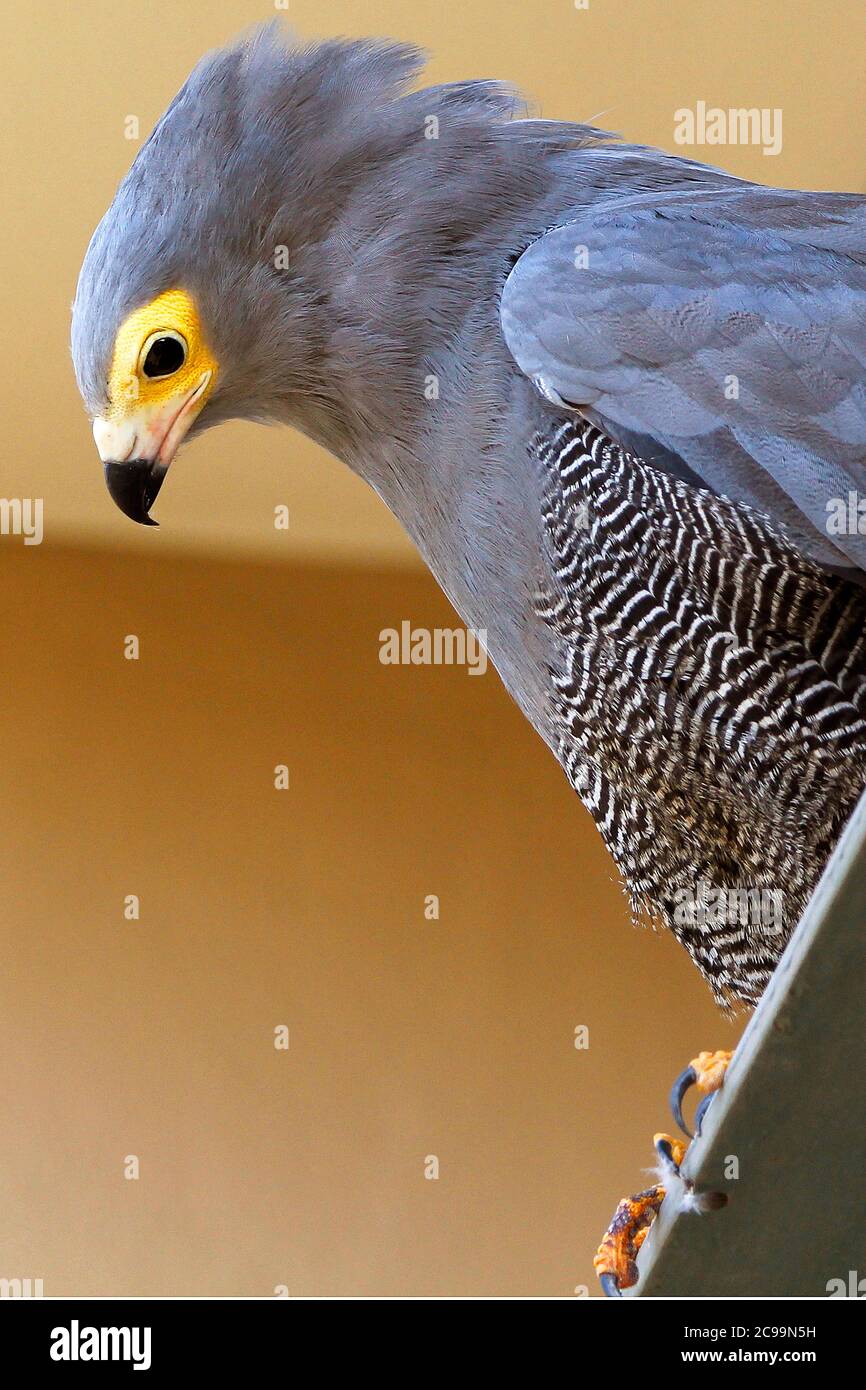 A close-up picture of am adult gymnogene raptor sitting on a bacony in ...