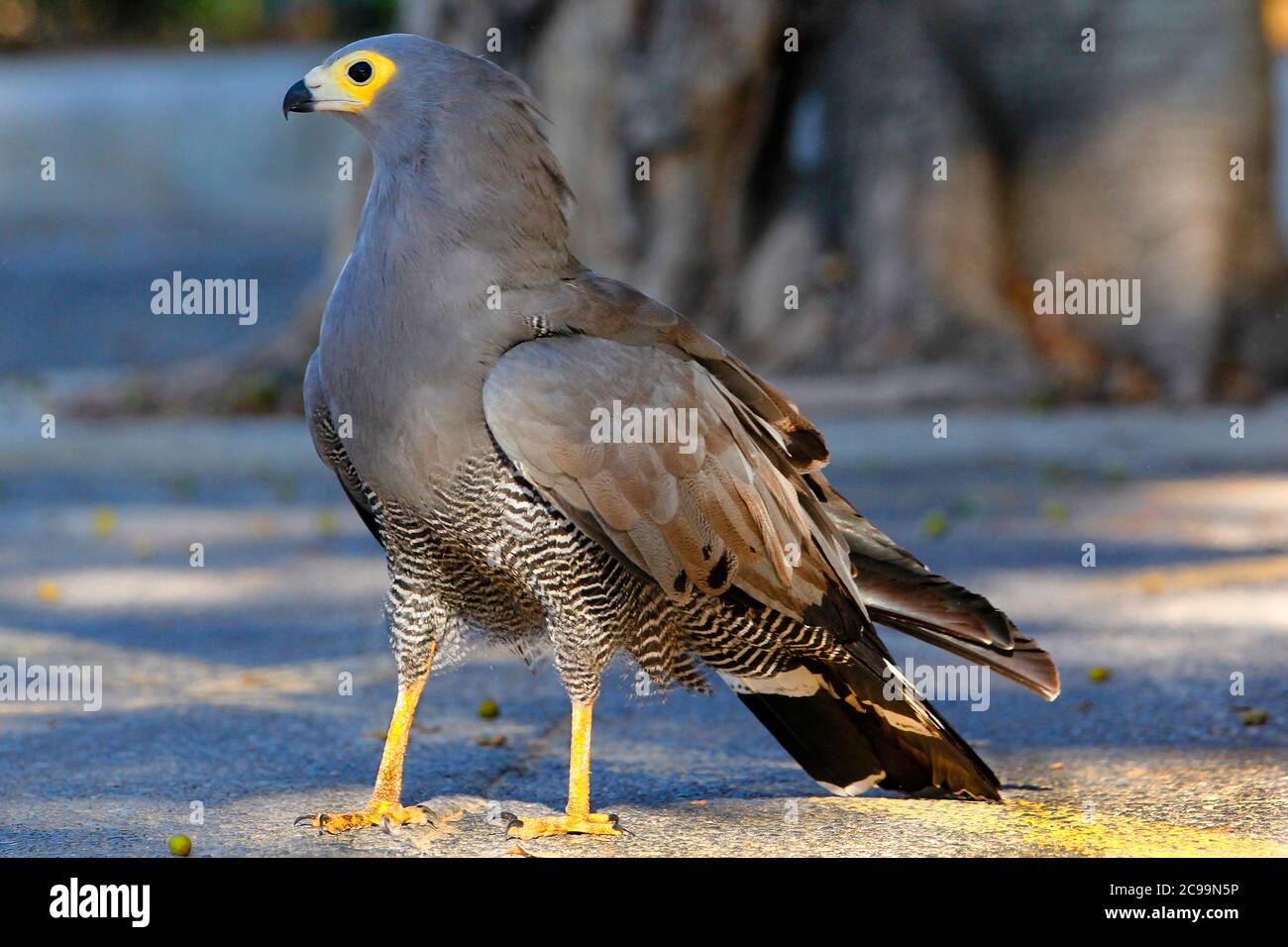 An adult African harrier-hawk raptor photographed in the V&A Waterfront ...
