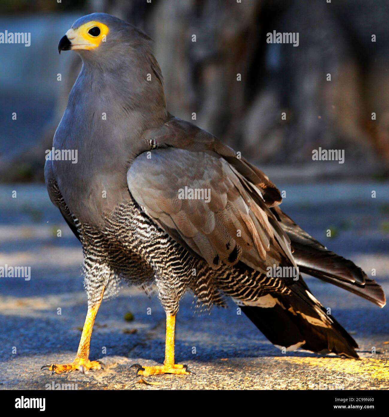 An adult African harrier-hawk raptor photographed in the V&A Waterfront ...