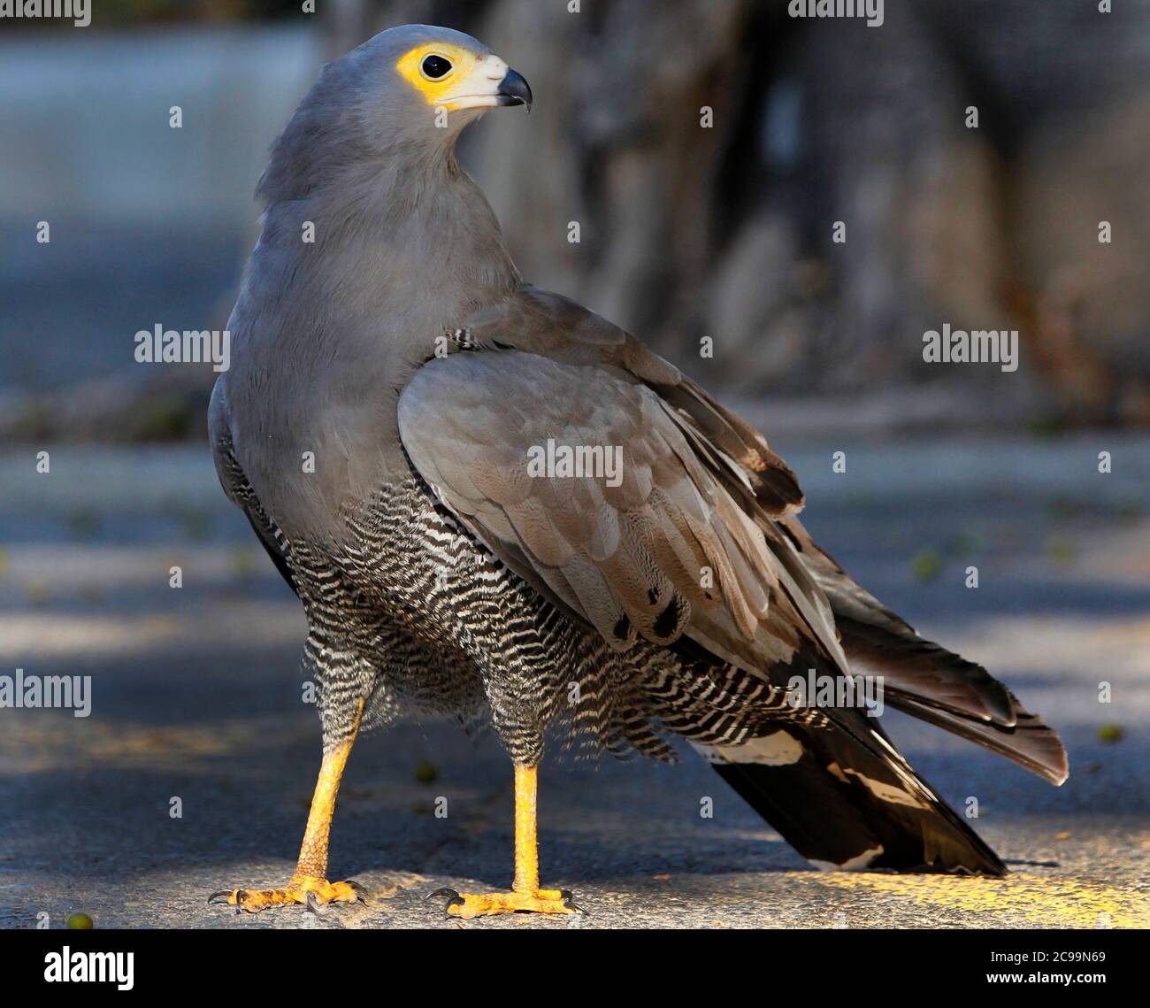 An African harrier-hawk photographed in the V&A Waterfront in Cape Town ...