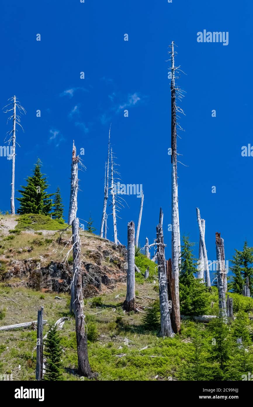 Silver forest hi-res stock photography and images - Alamy