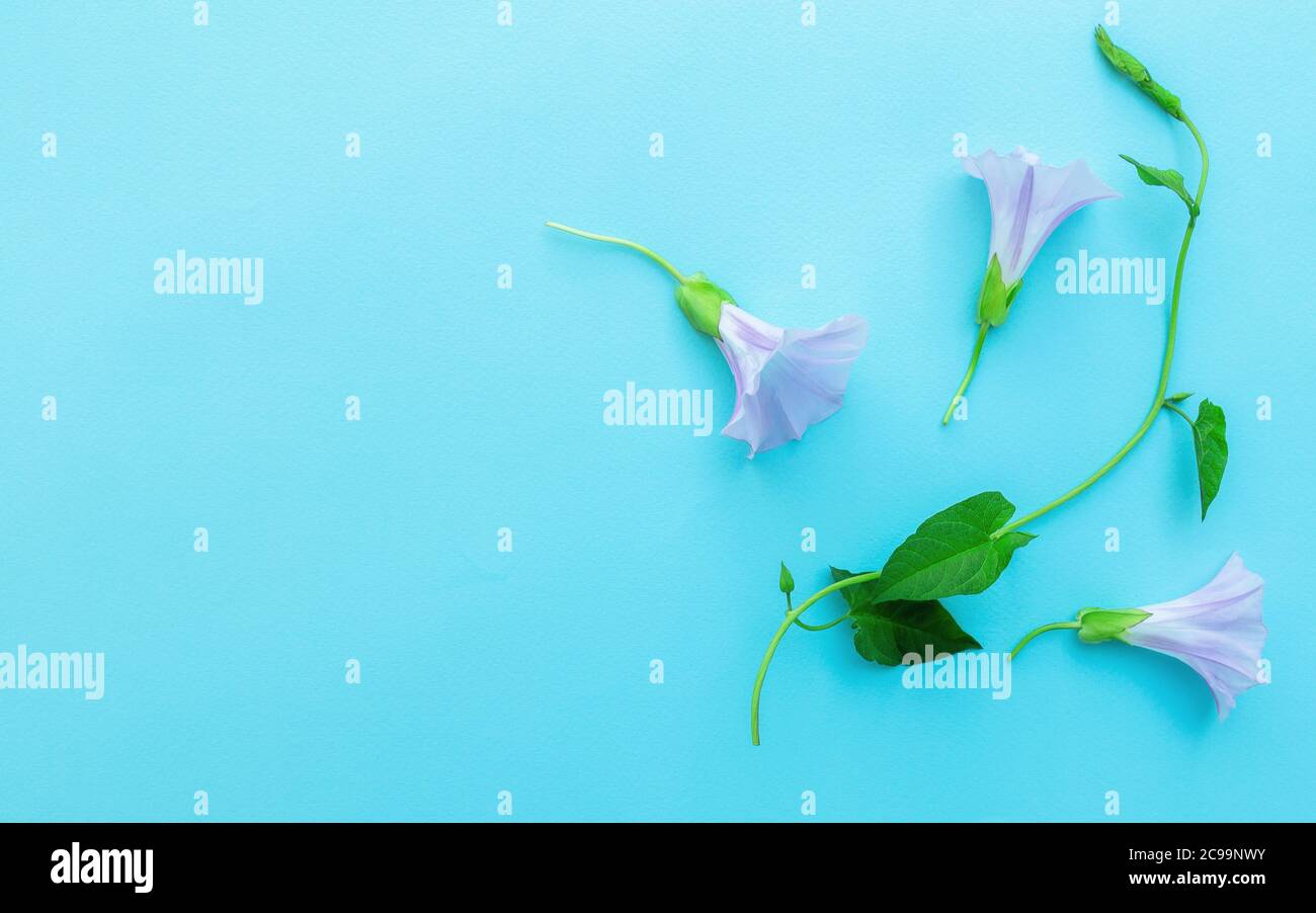Convolvulus blue flowers convolvulus hi-res stock photography and ...