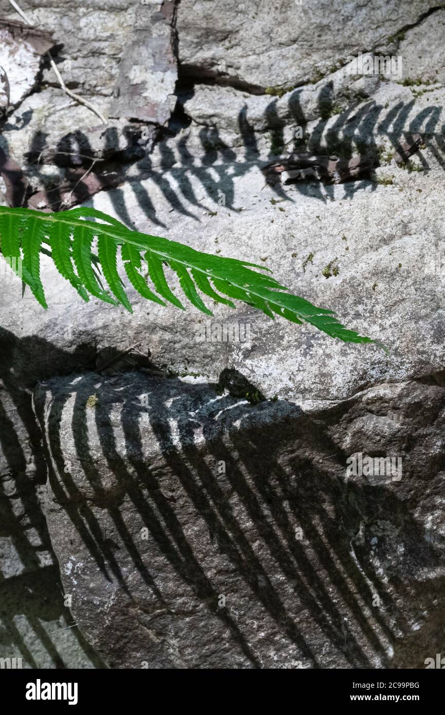 Sword Fern, Polystichum munitum, with shadows on stone in Gifford ...