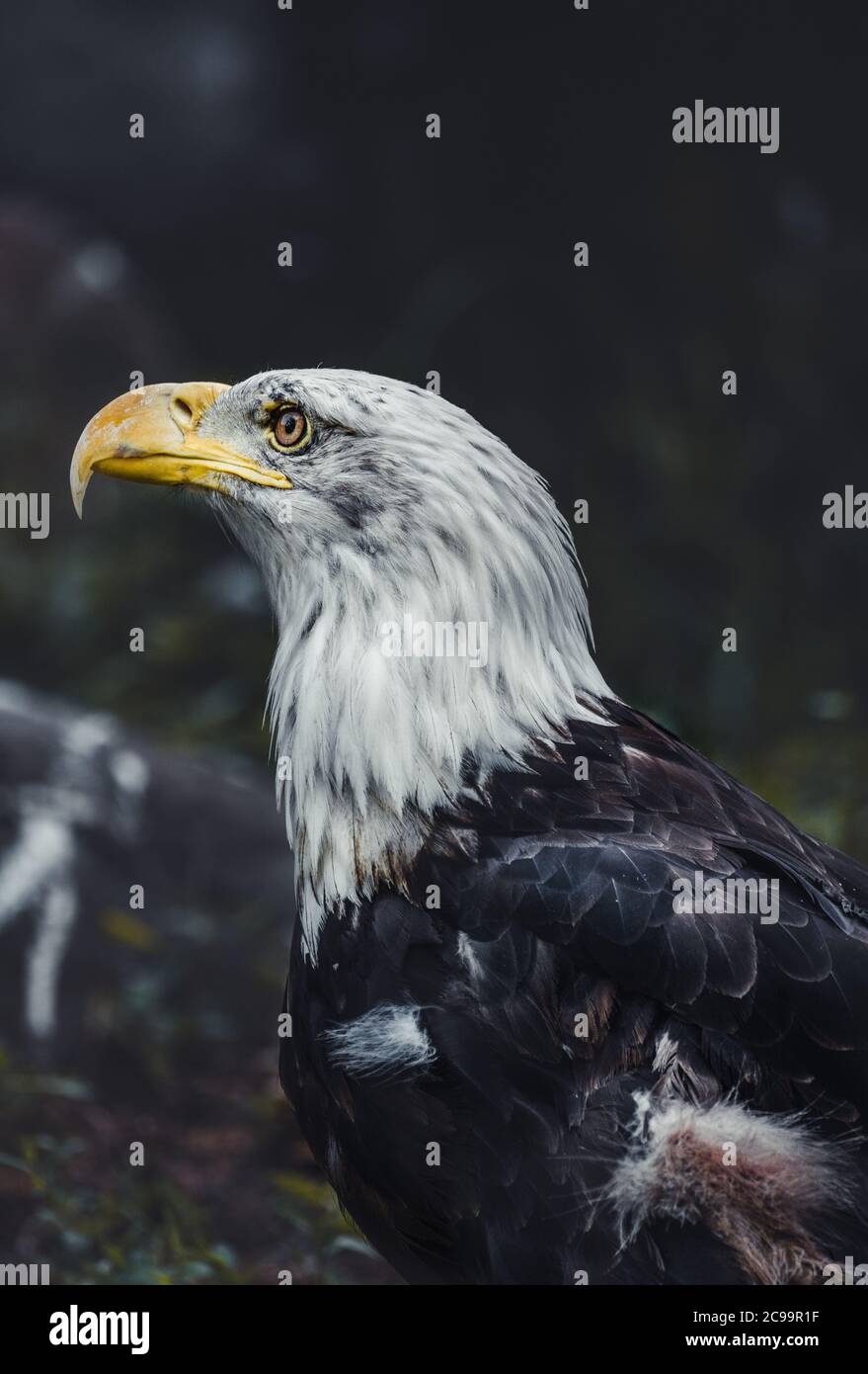 american bald eagle standing proud Stock Photo - Alamy