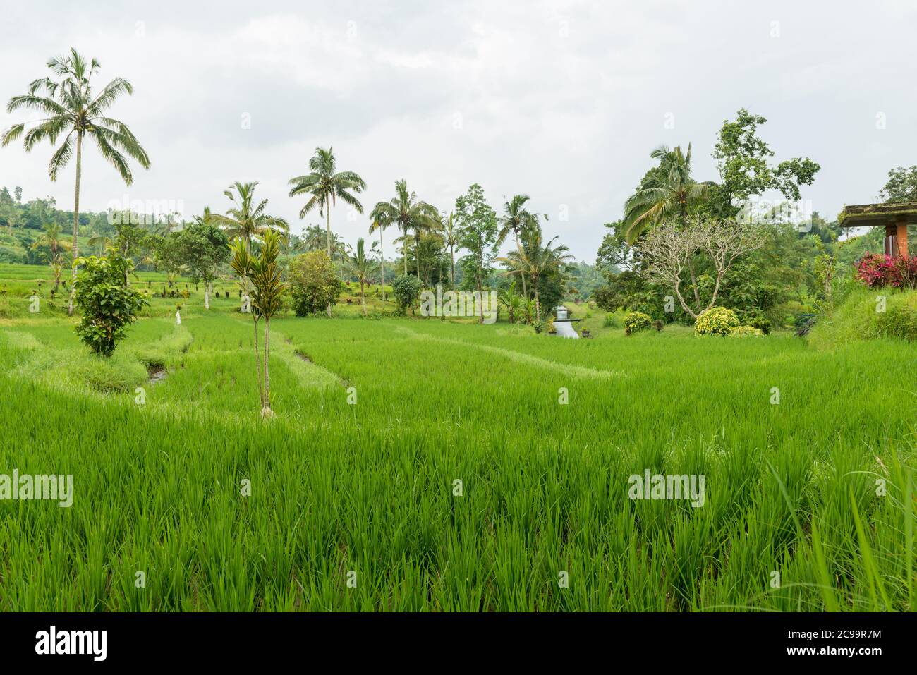 Rice paddies at Bali Stock Photo - Alamy