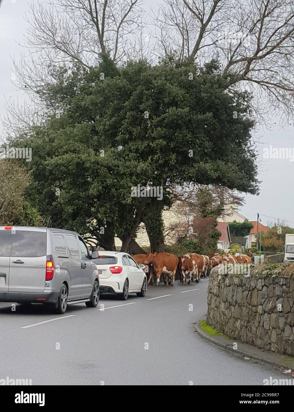 Guernsey Cows Traffic Jam, Guernsey Channel Islands Stock Photo - Alamy