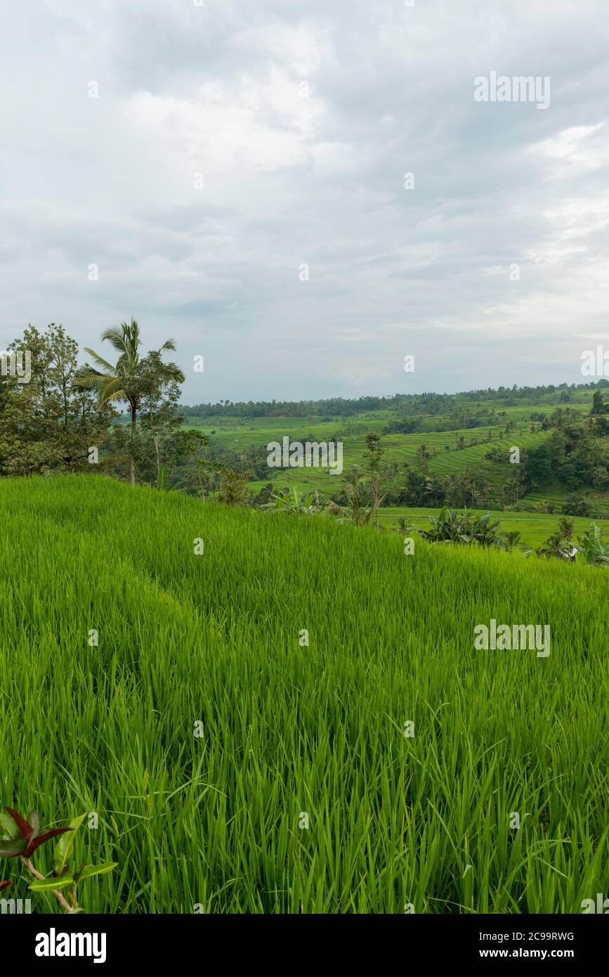 Rice paddies at Bali Stock Photo - Alamy